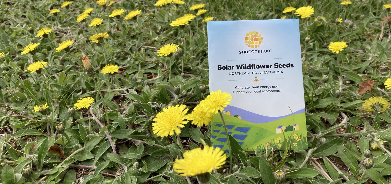 Supporting Pollinators with Solar Wildflower Seeds - SunCommon